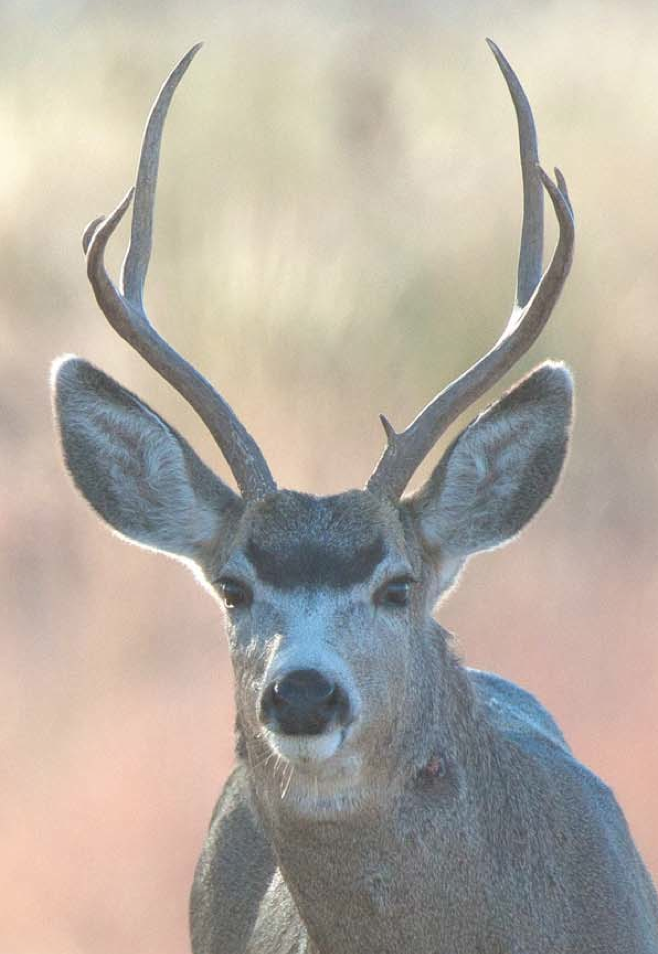 Hybridization: A Unique Tail of Whitetails and Mule Deer