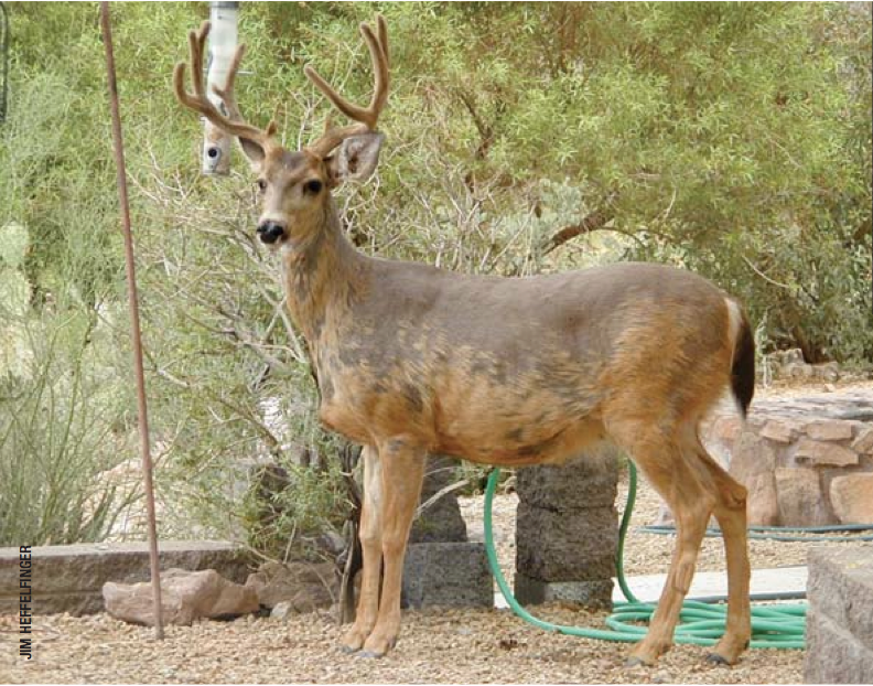 Hybridization: A Unique Tail of Whitetails and Mule Deer