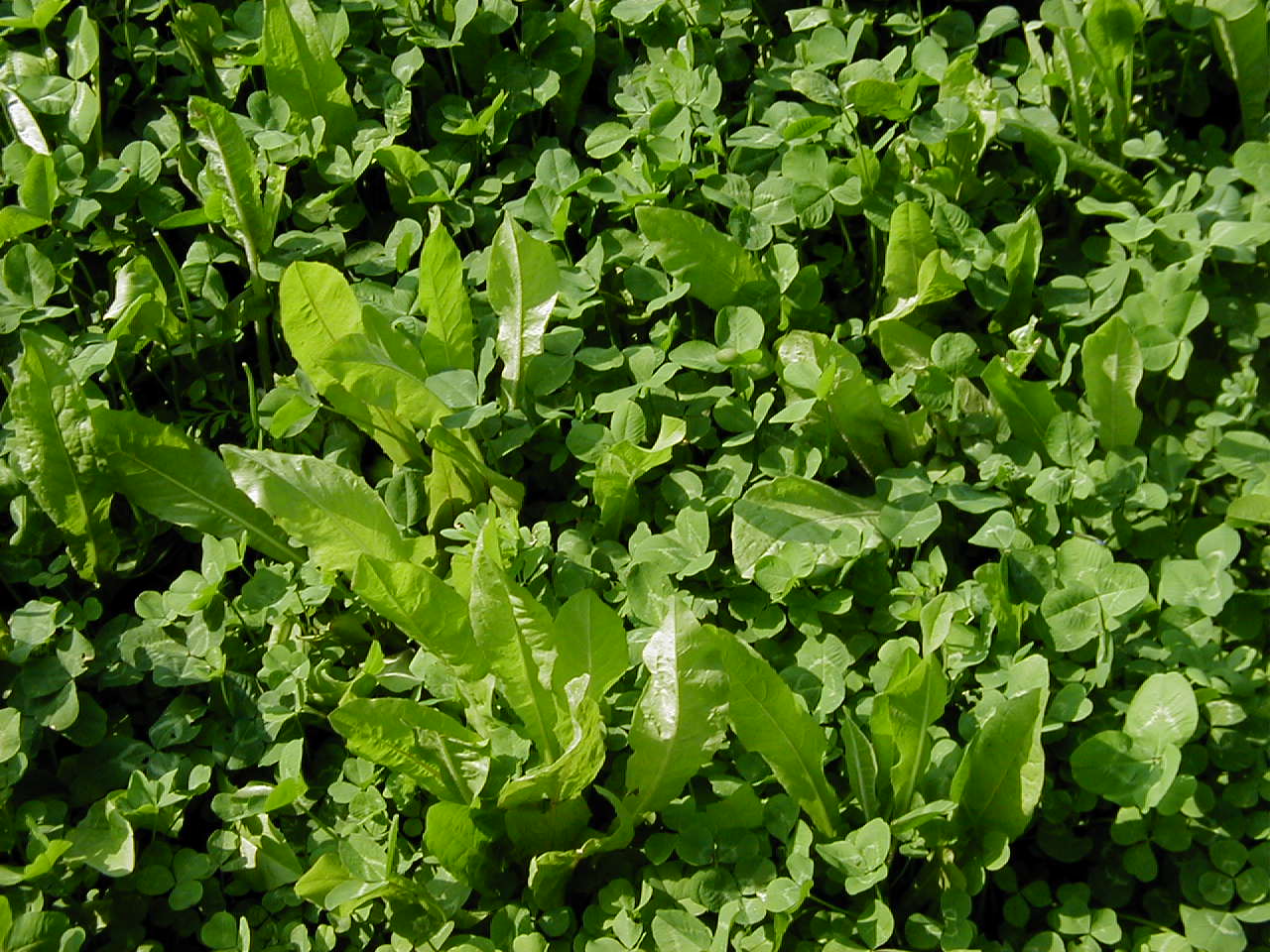 Spring Greens Are Important For Best Buck Performance
