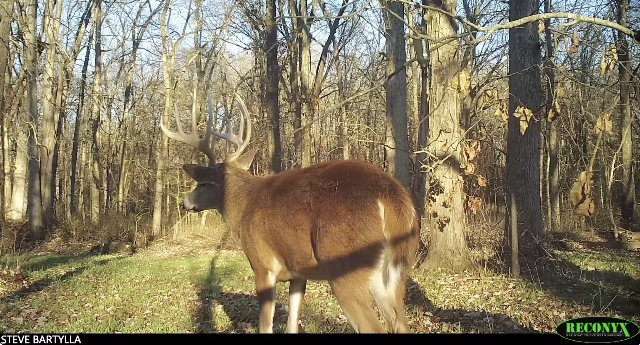 How to Hunt a Buck's Core Area | Deer & Deer Hunting