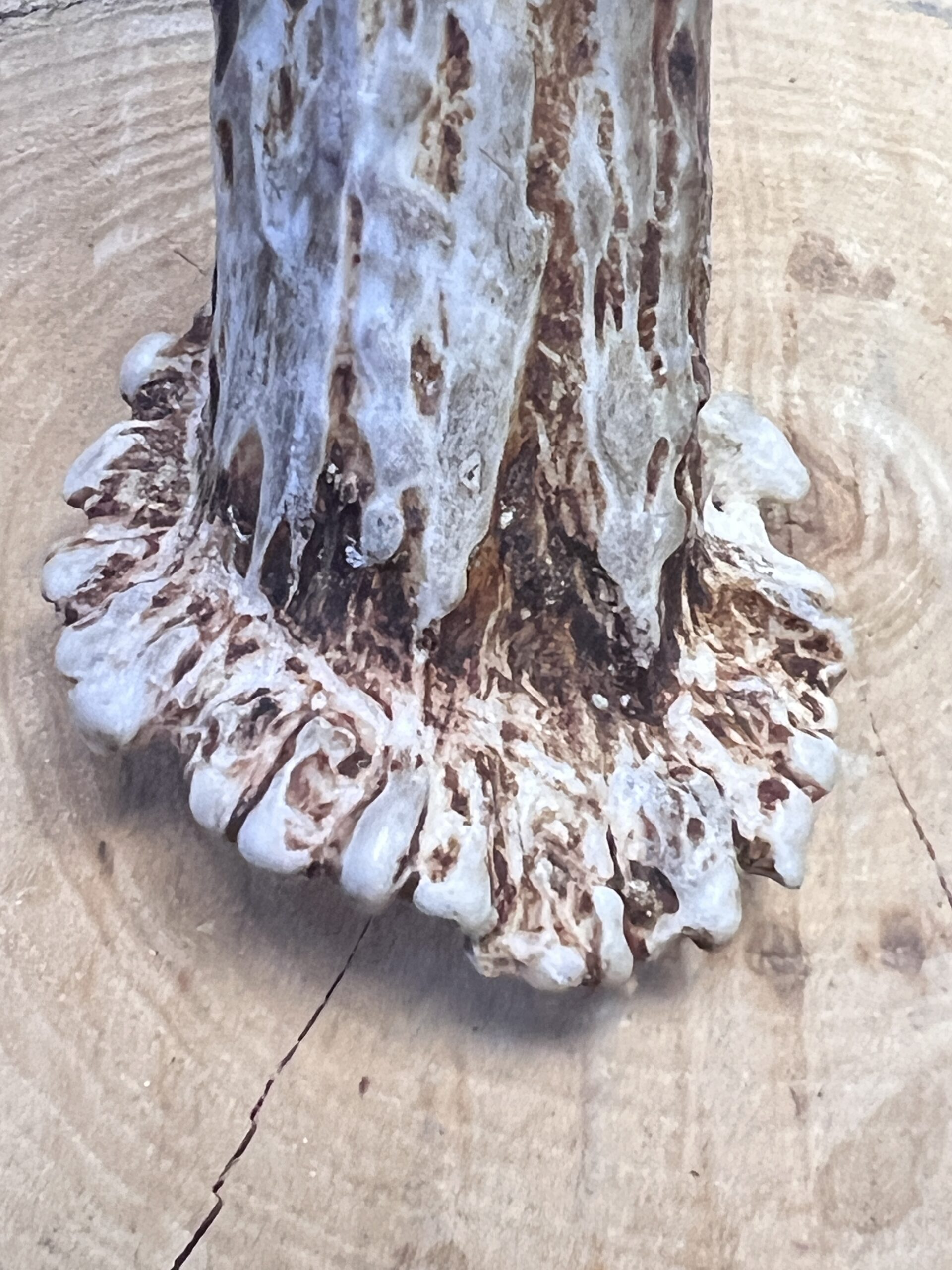 The Real Reason Why Deer Shed Their Antlers