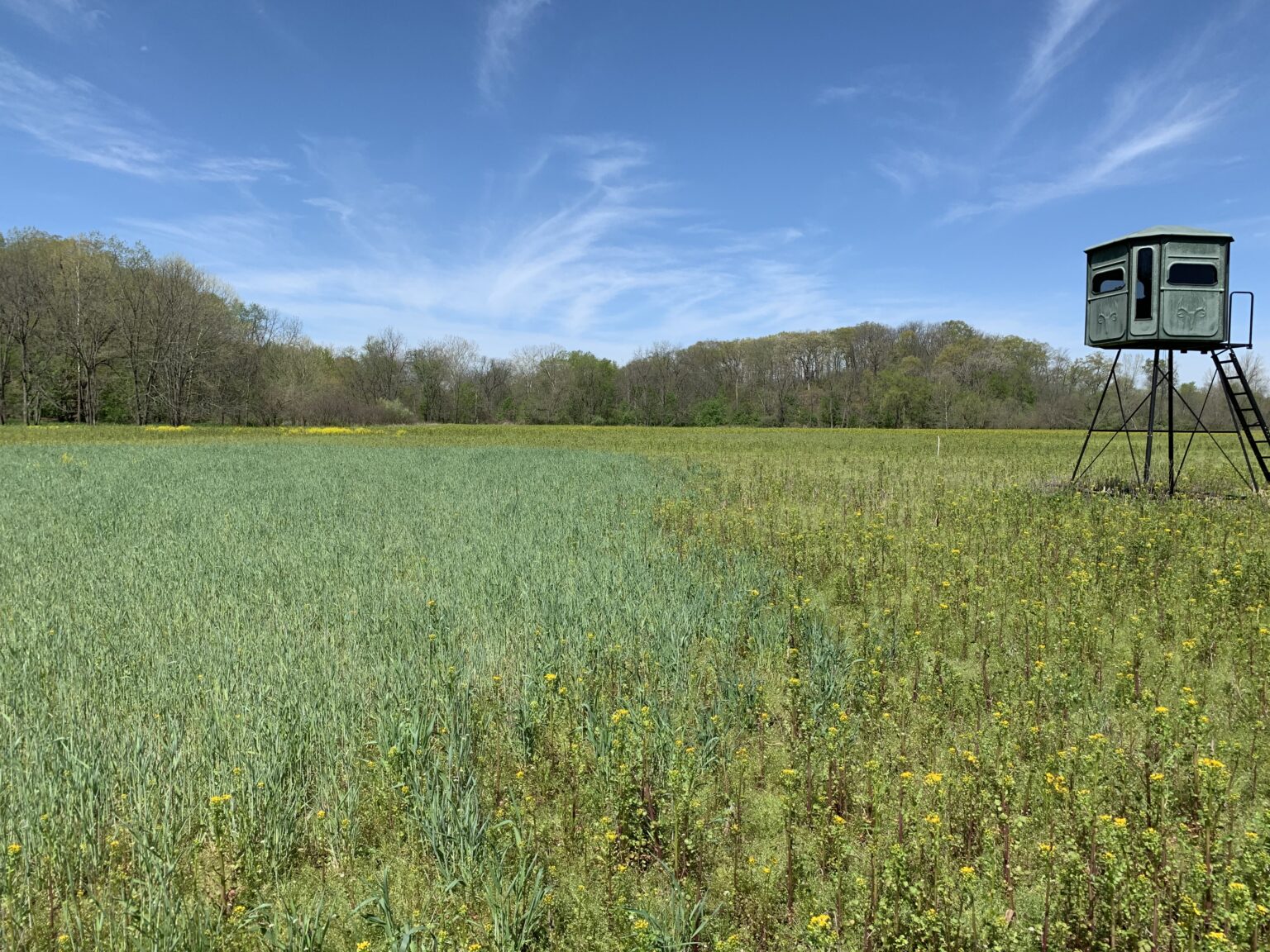 Cereal Rye: Nature’s Best Soil Builder and Deer Feed