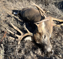 What Kills the Most Deer in a Year? | Deer & Deer Hunting