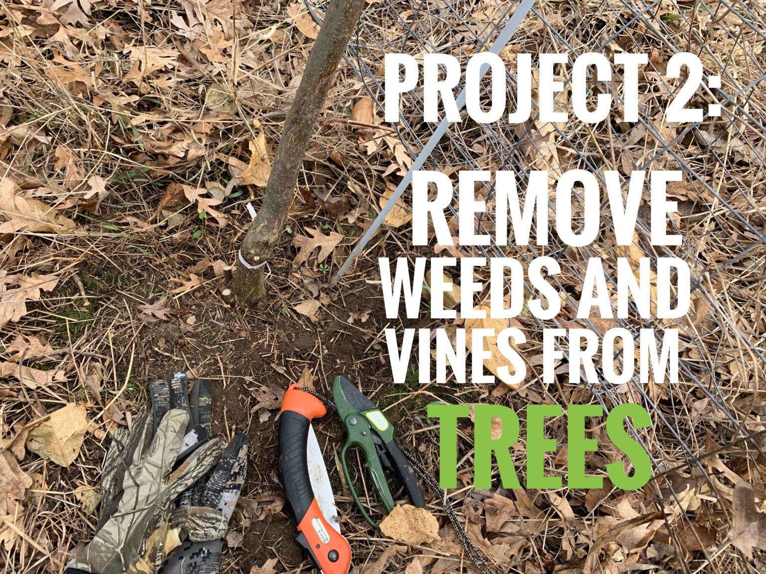 4 Great Tips to Protect Newly Planted Trees