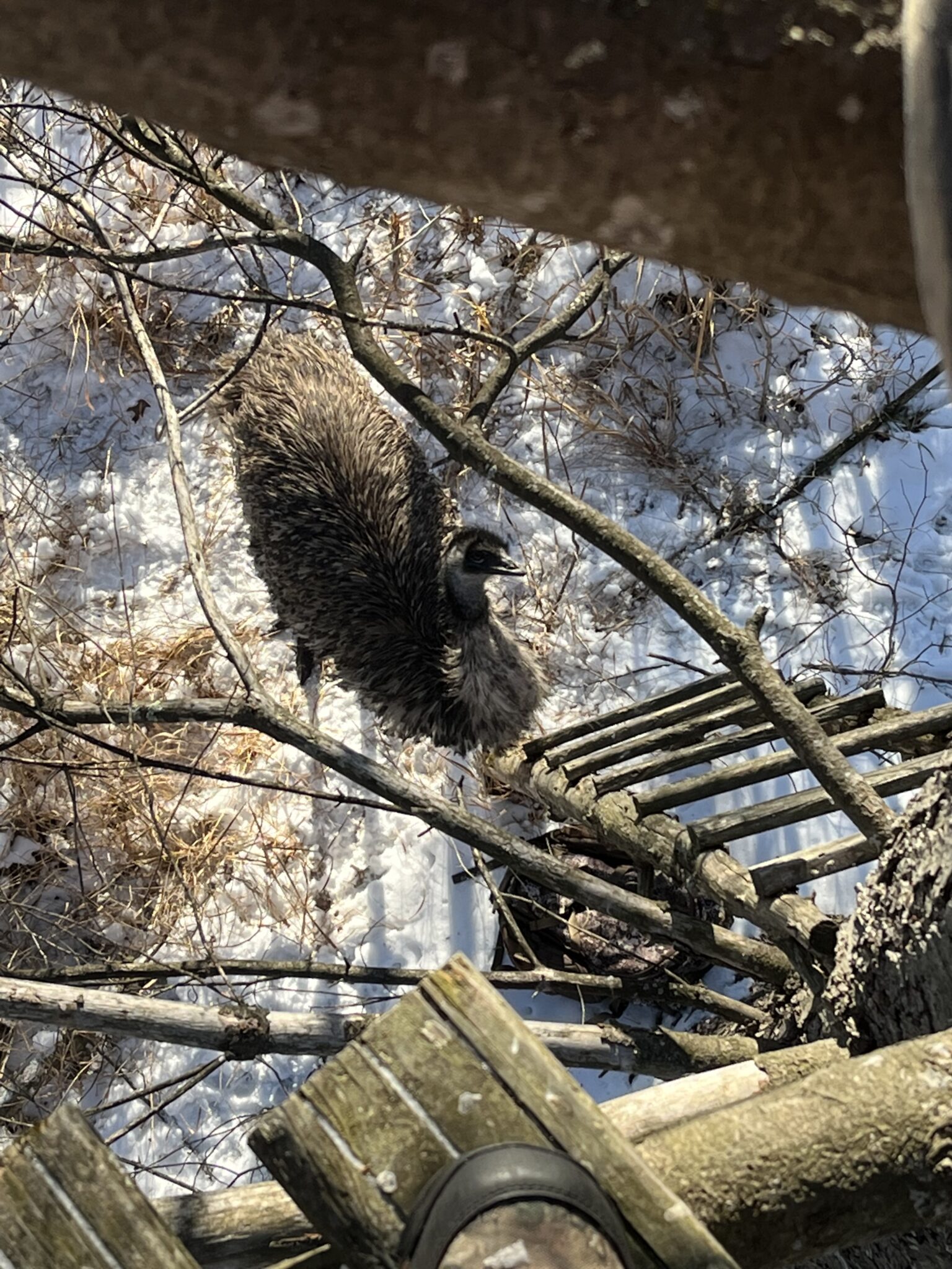Hunter Shoots Buck With Help of Emu