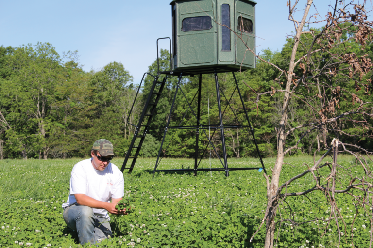 The Top 5 Deer Food Plots