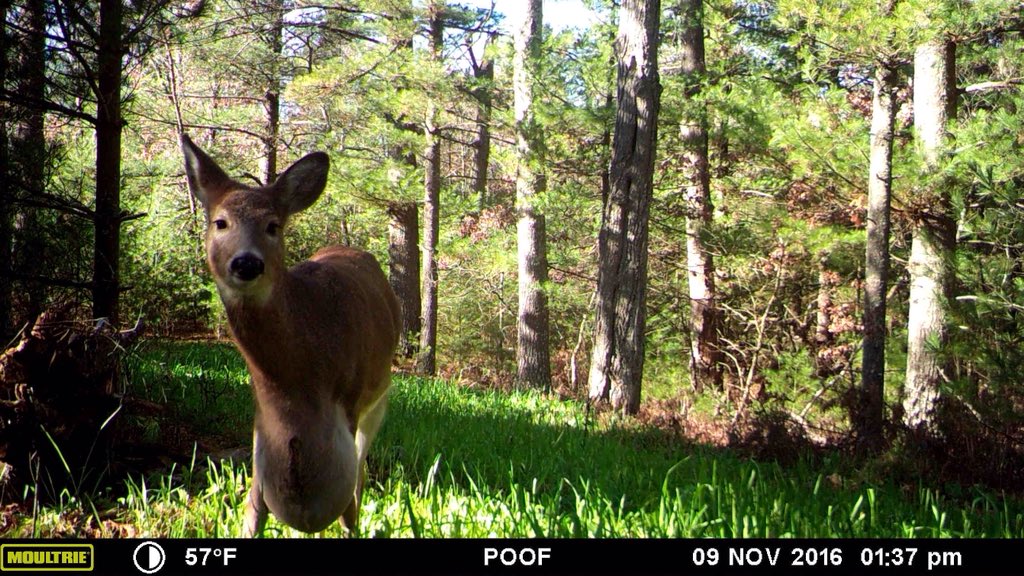 What's Wrong With This Deer?