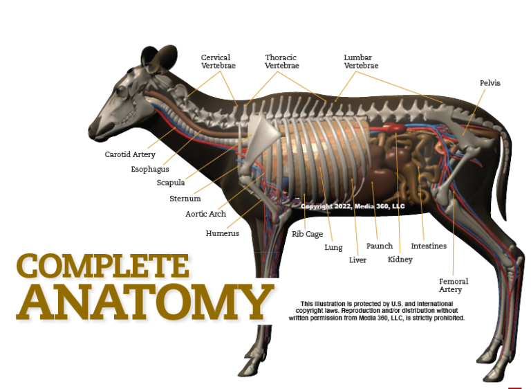 What to Do if You Make a Liver Shot on a Deer