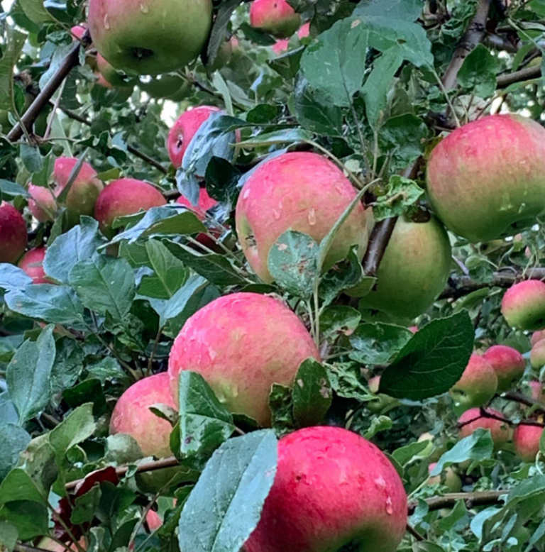 The 5 Best Apple Trees for DIY Orchards | Deer & Deer Hunting
