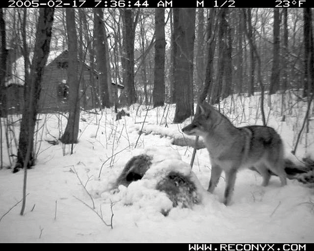The Demise of a Deer Carcass | Deer & Deer Hunting