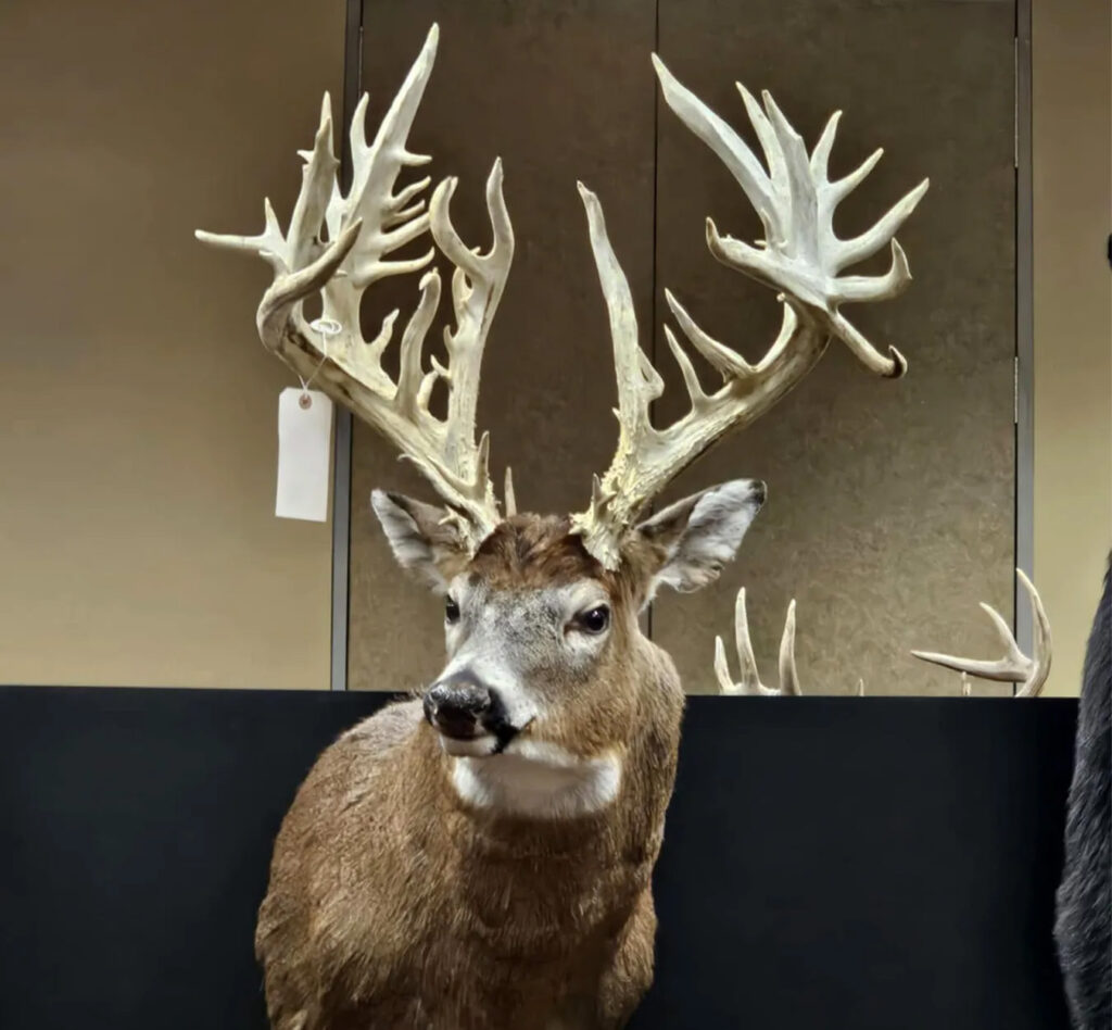 Antler Expert: ‘No Way’ 49-Pointer is Legit | Deer & Deer Hunting