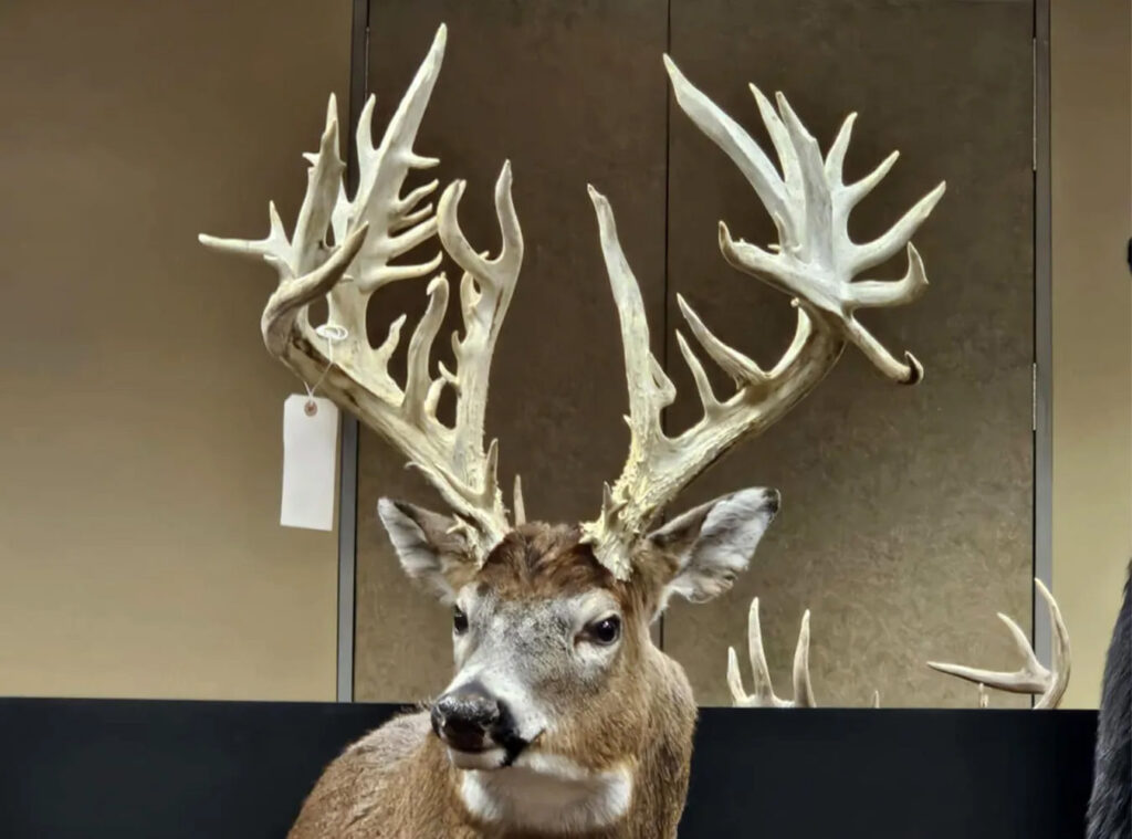 wisconsin nontypical record Archives | Deer & Deer Hunting
