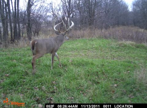 World Record 8 Point Buck - Deer & Deer Hunting | Whitetail Deer ...