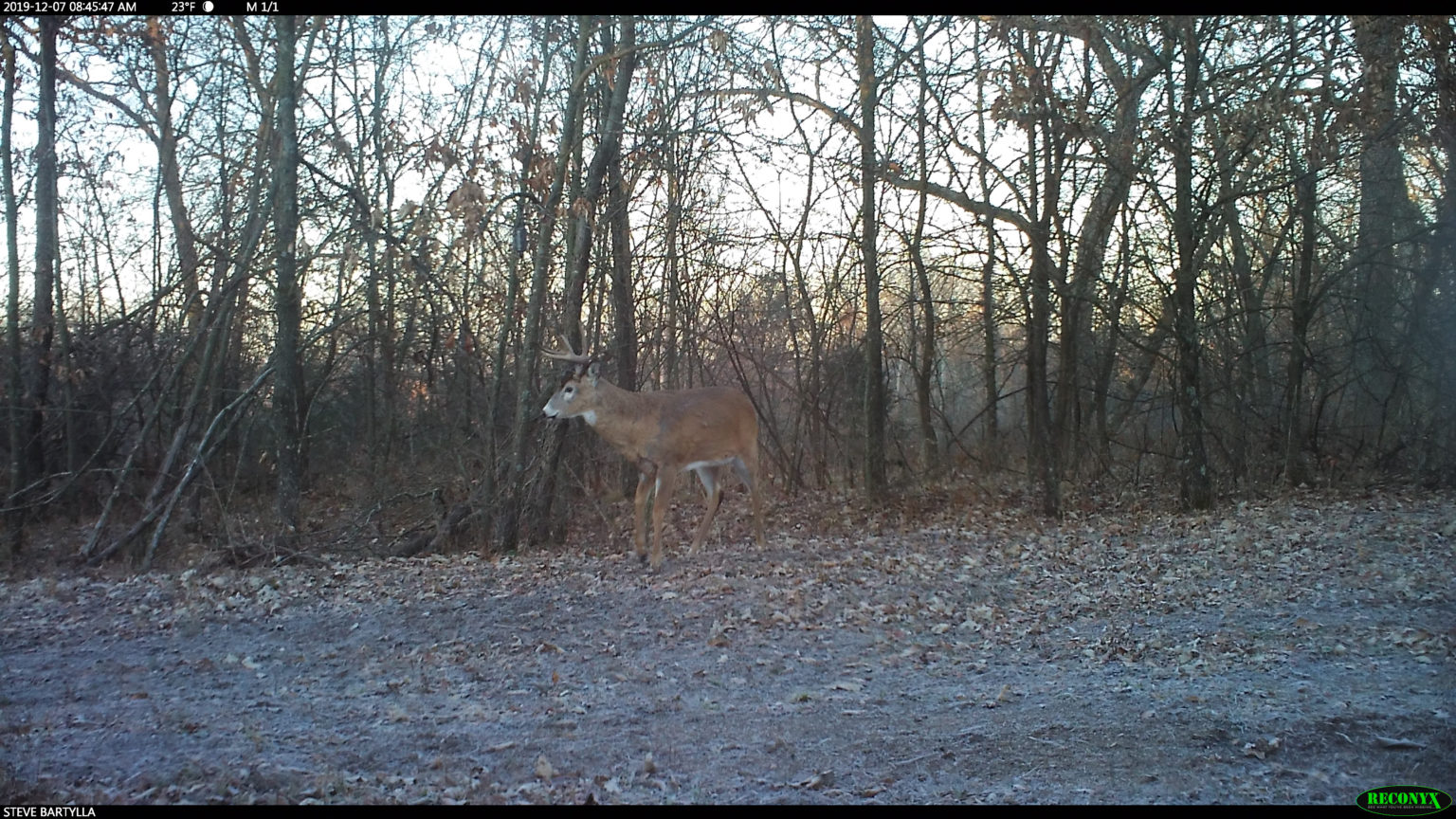 Program for Deer Hunting Success | Understanding Mature Bucks