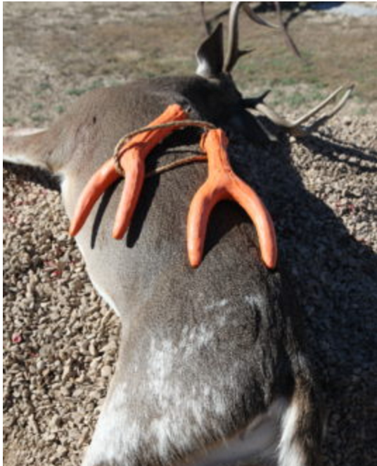 The 5 Biggest Whitetail Hunting Rattling Myths, Debunked