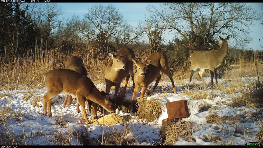 Steve Bartylla's 6 Greatest Deer Hunting Lessons