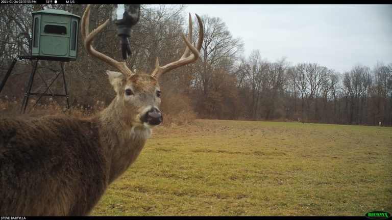 How to Kill a Big Buck Over a Mock Scrape | Deer & Deer Hunting