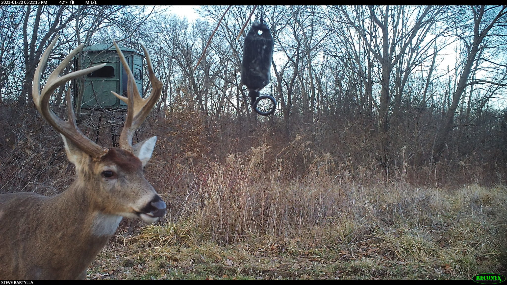 How to Kill a Big Buck Over a Mock Scrape | Deer & Deer Hunting