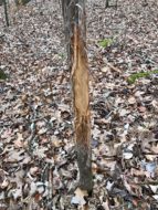 Signpost Science: What Research Tells Us About Buck Rubs