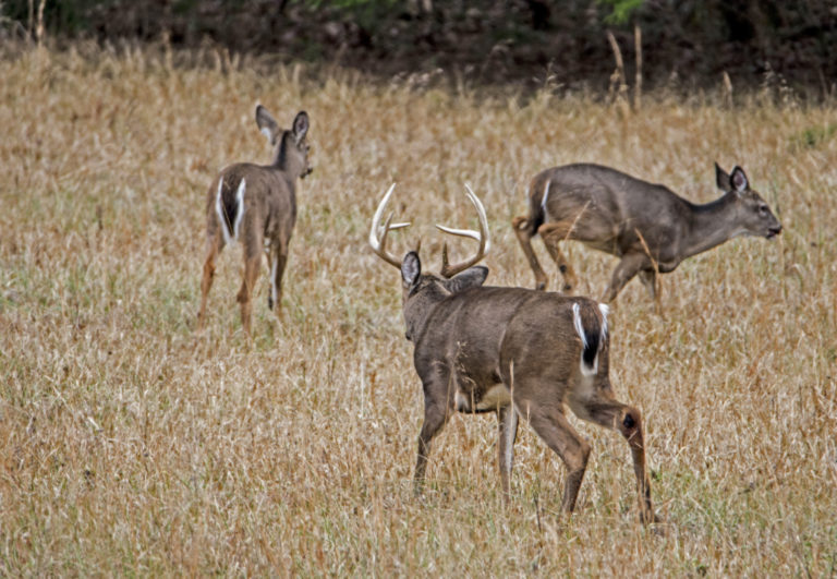 The Best Stands to Hunt During the Rut | Deer & Deer Hunting