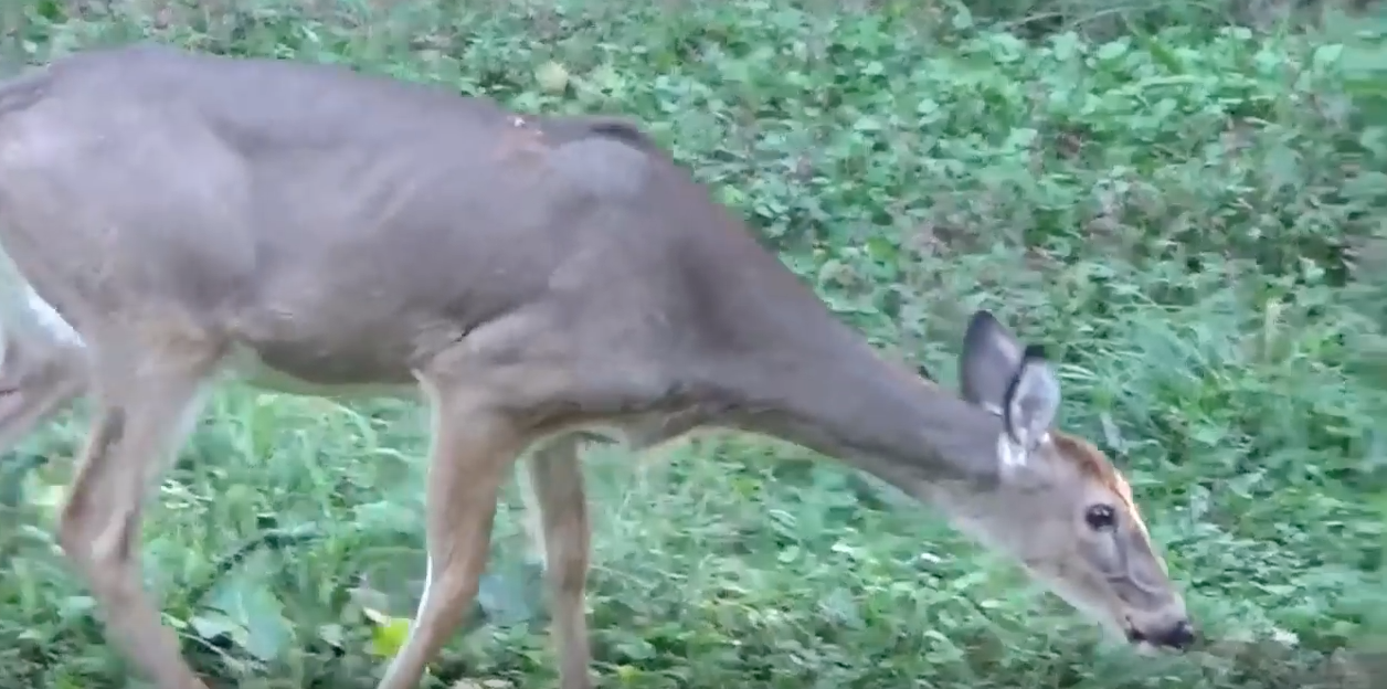 Secrets Revealed About the Unusual Whitetail Mule Kick