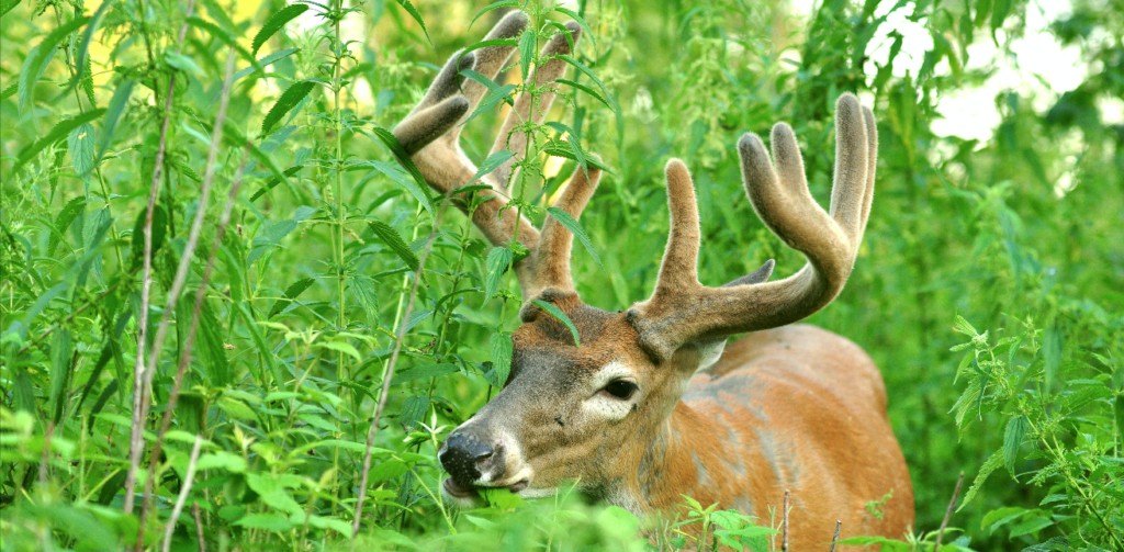 How Botfly Larvae Infest and Affect White-tailed Deer