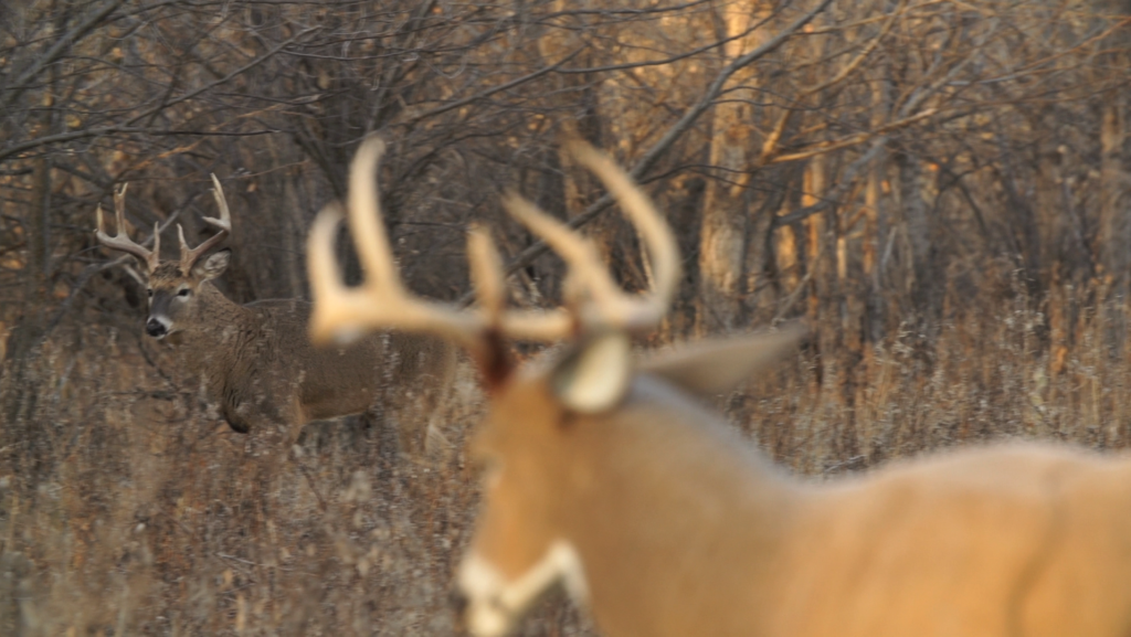 8 Tips for Using a Deer Decoy | Deer & Deer Hunting