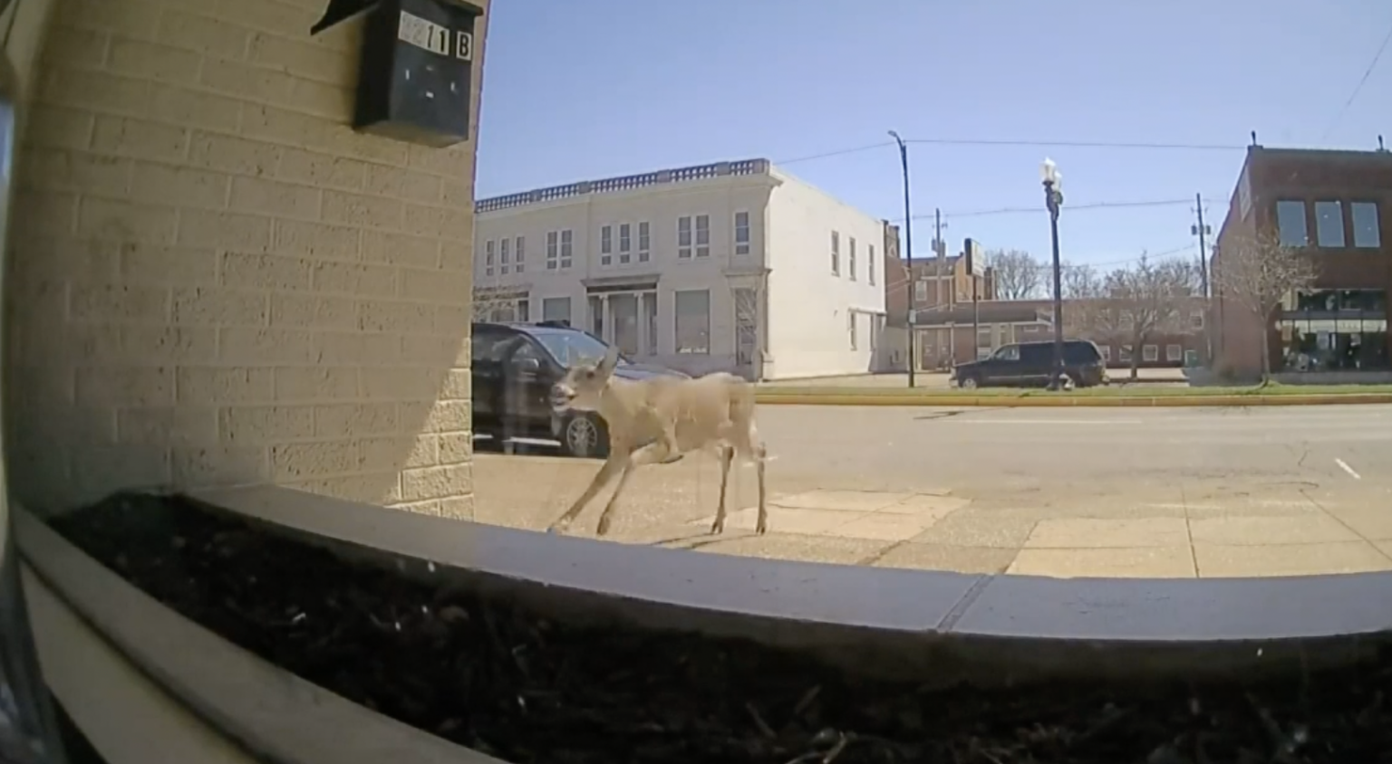 deer jumps through window Archives | Deer & Deer Hunting