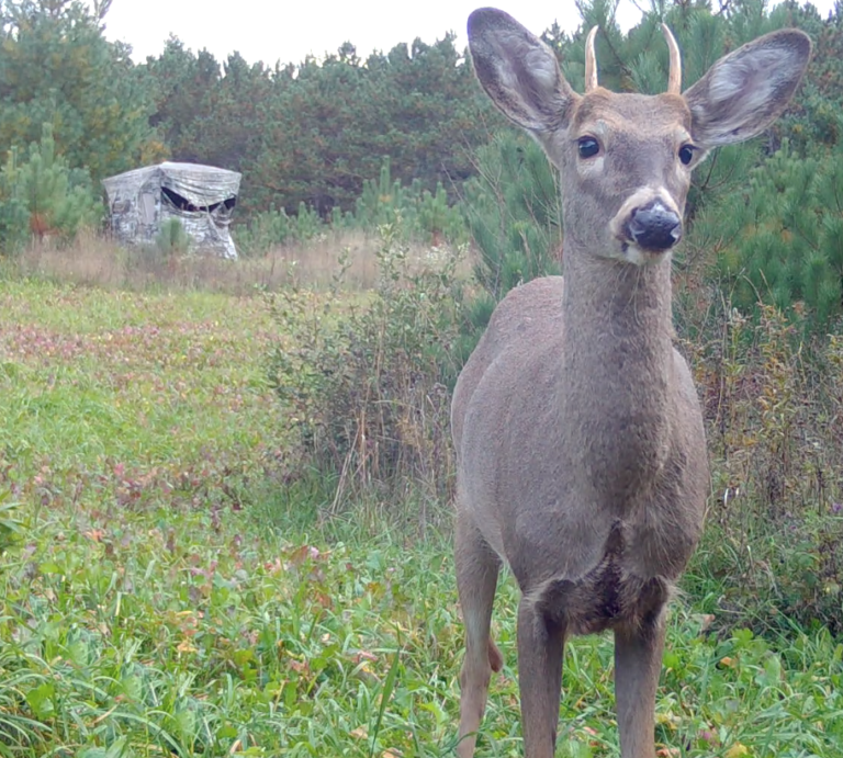 The End of Antler Restrictions? | Deer & Deer Hunting