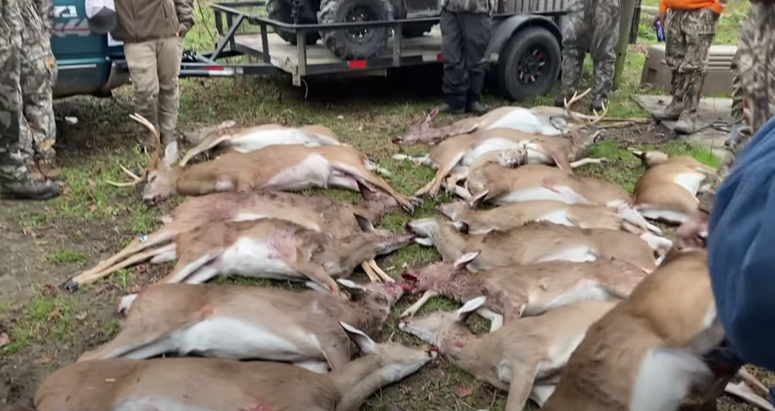 Deer Hunt With Hounds – 21 Deer Shot