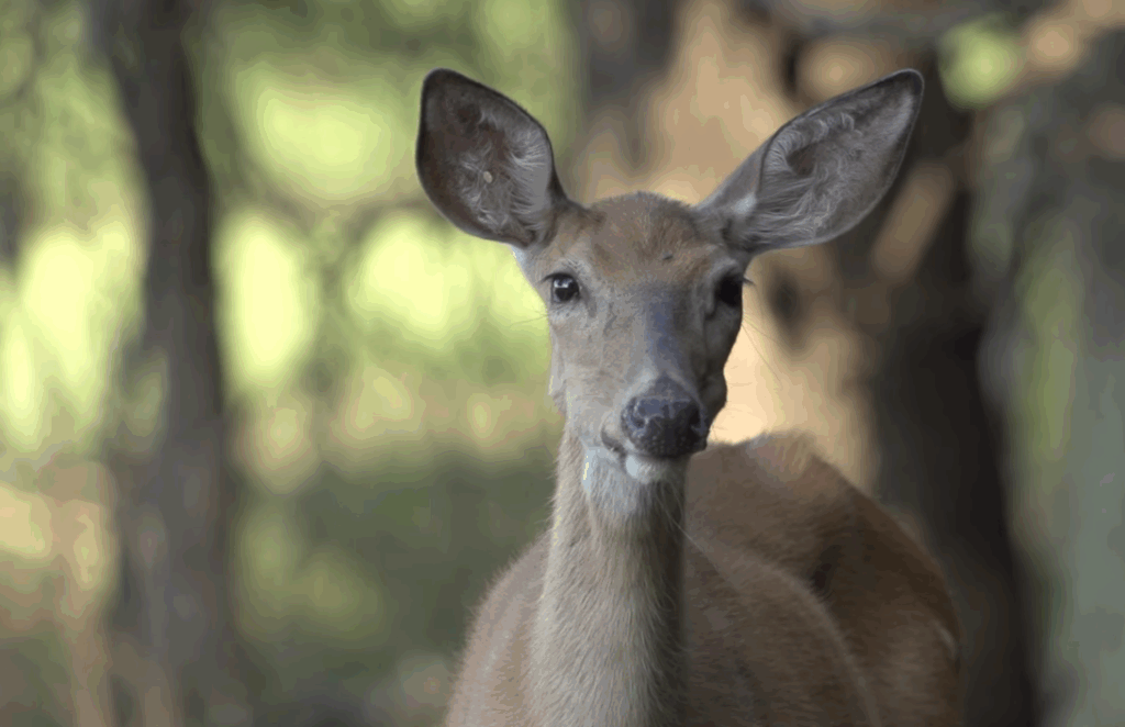 White-tailed Deer Digestion Explained | Deer & Deer Hunting TV