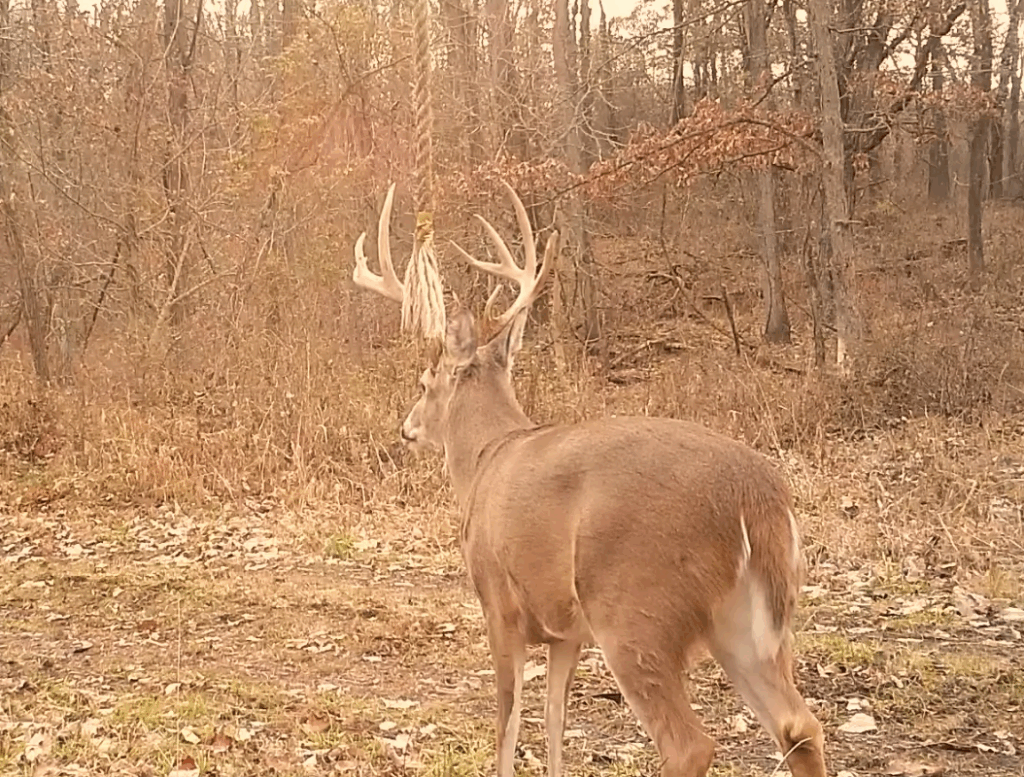 How to Hunt and Manage a Property With Limited Deer Cover | Deer & Deer ...