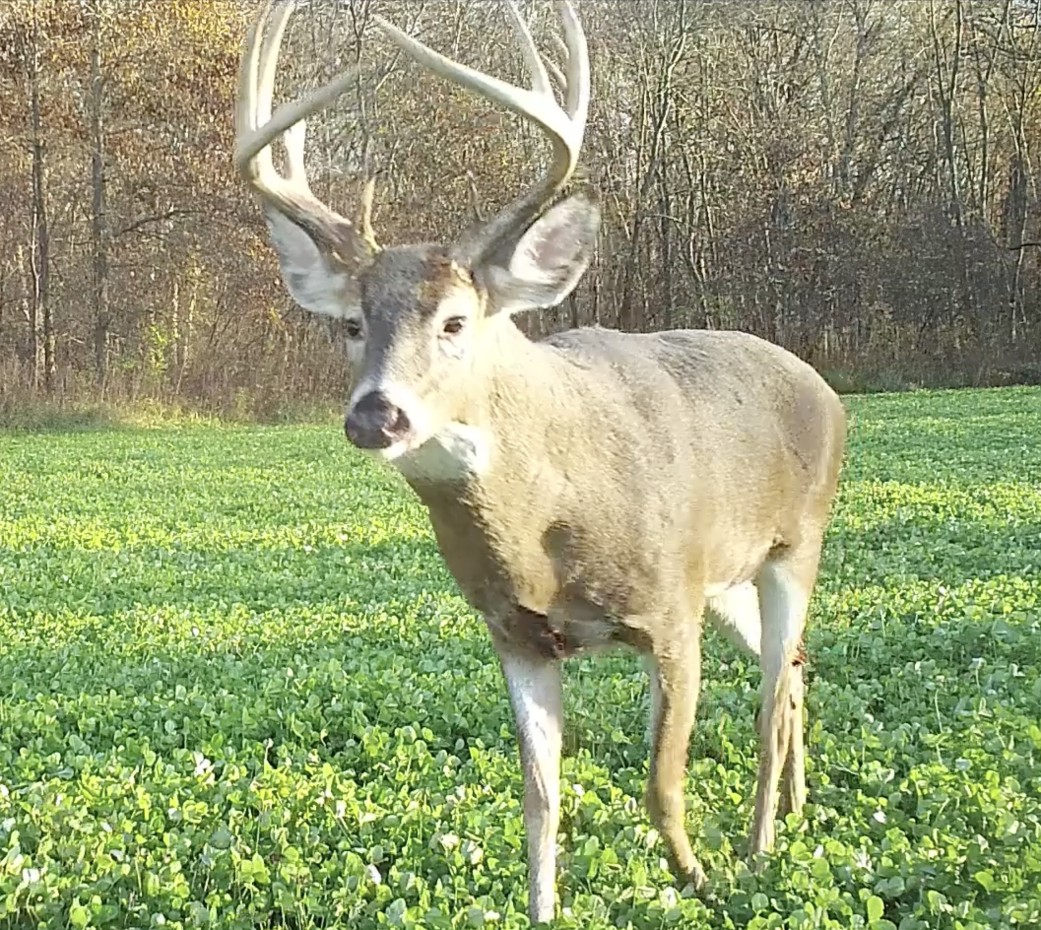 food plot location Archives | Deer & Deer Hunting