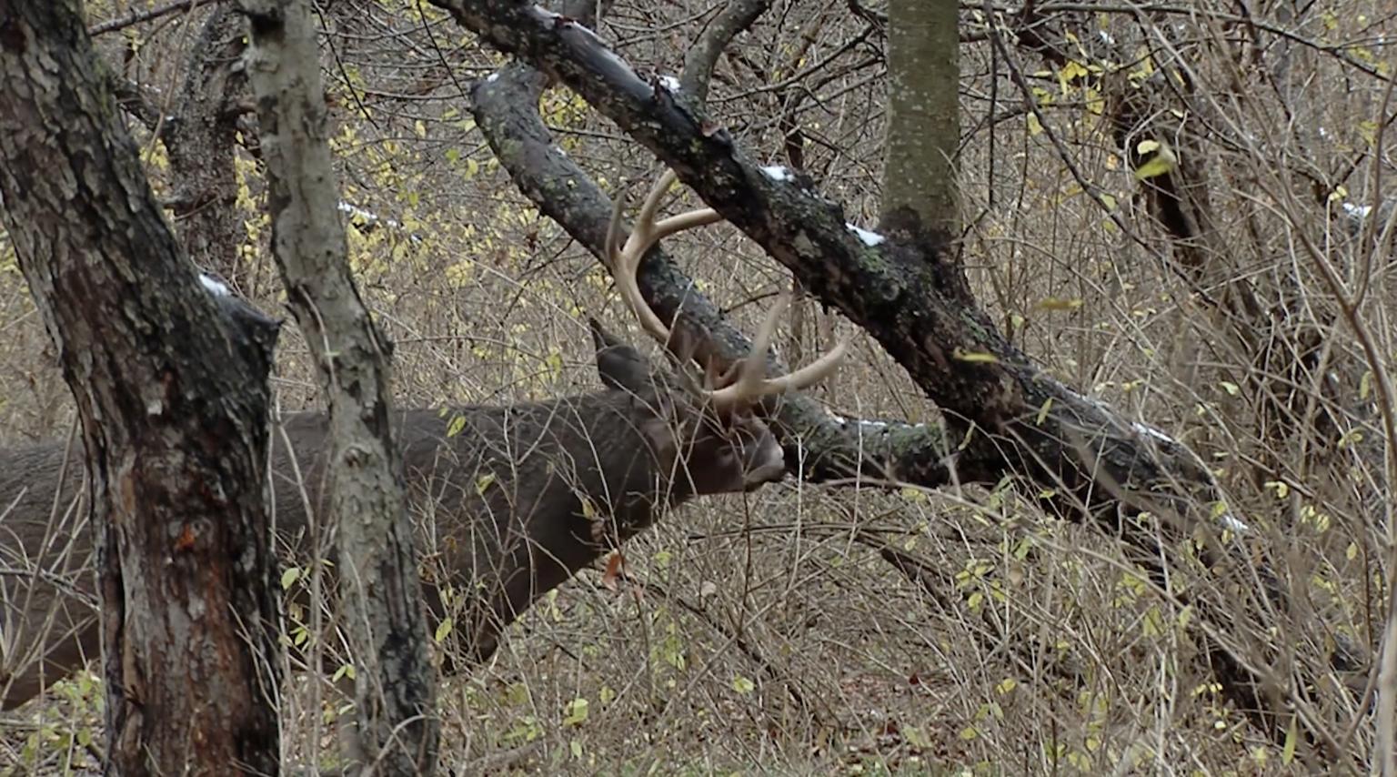 The Science of Buck Rubs