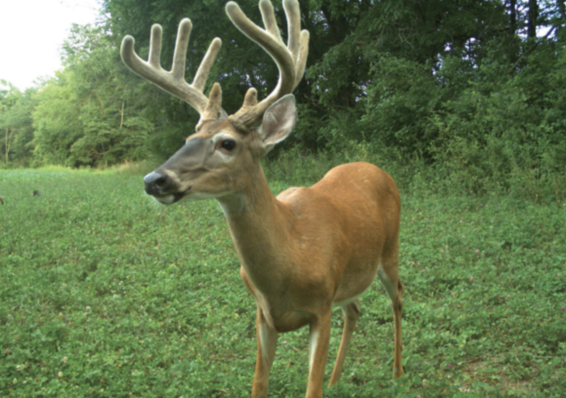The Top 5 Deer Food Plots