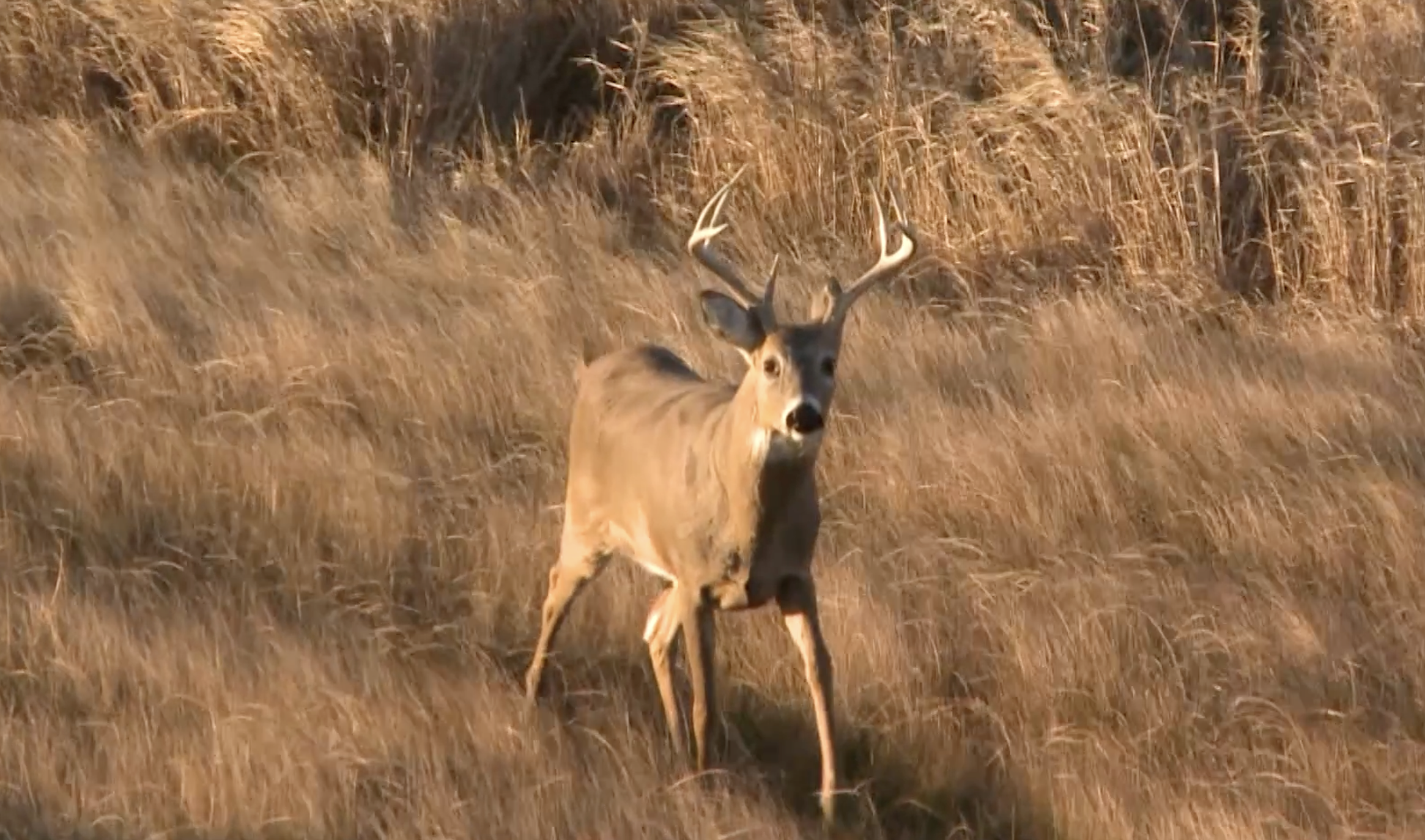 hunting in wind Archives | Deer & Deer Hunting