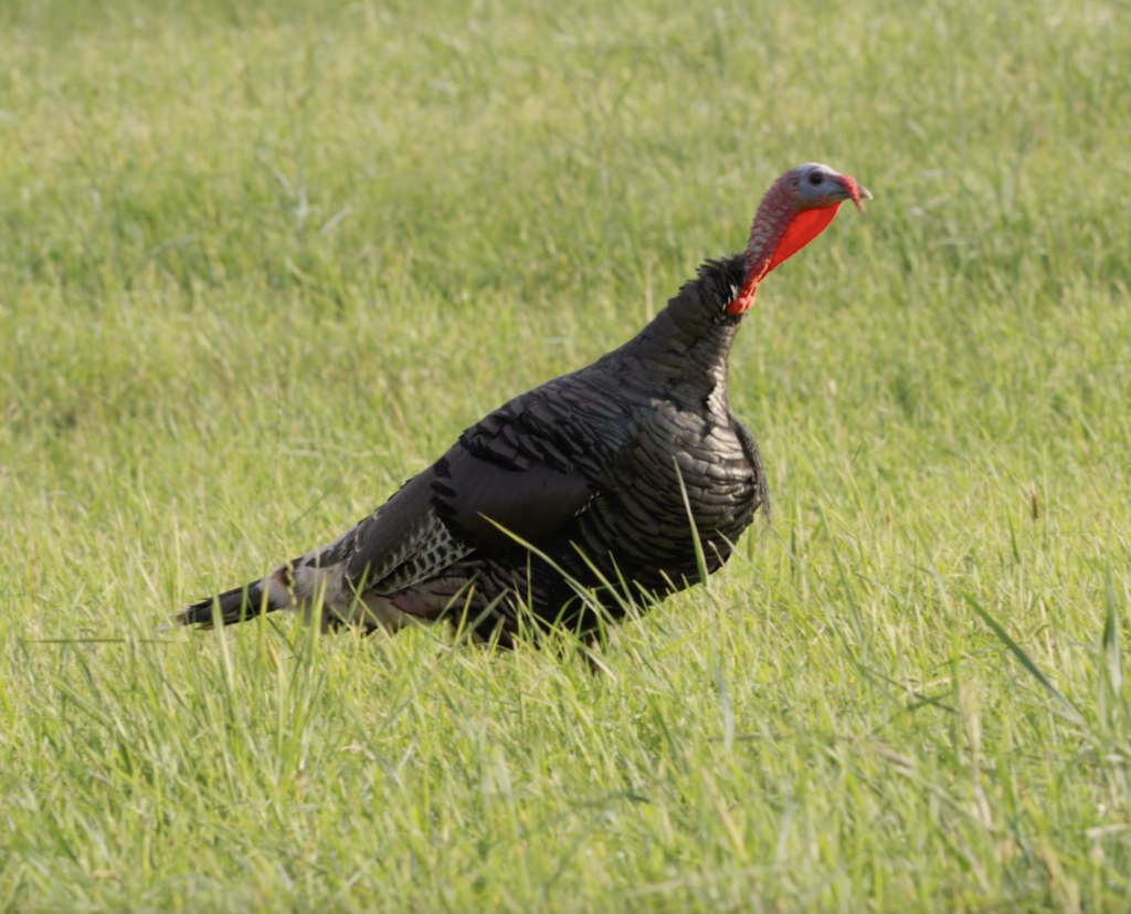Find New Turkey Hunting Spots with onX | Deer & Deer Hunting