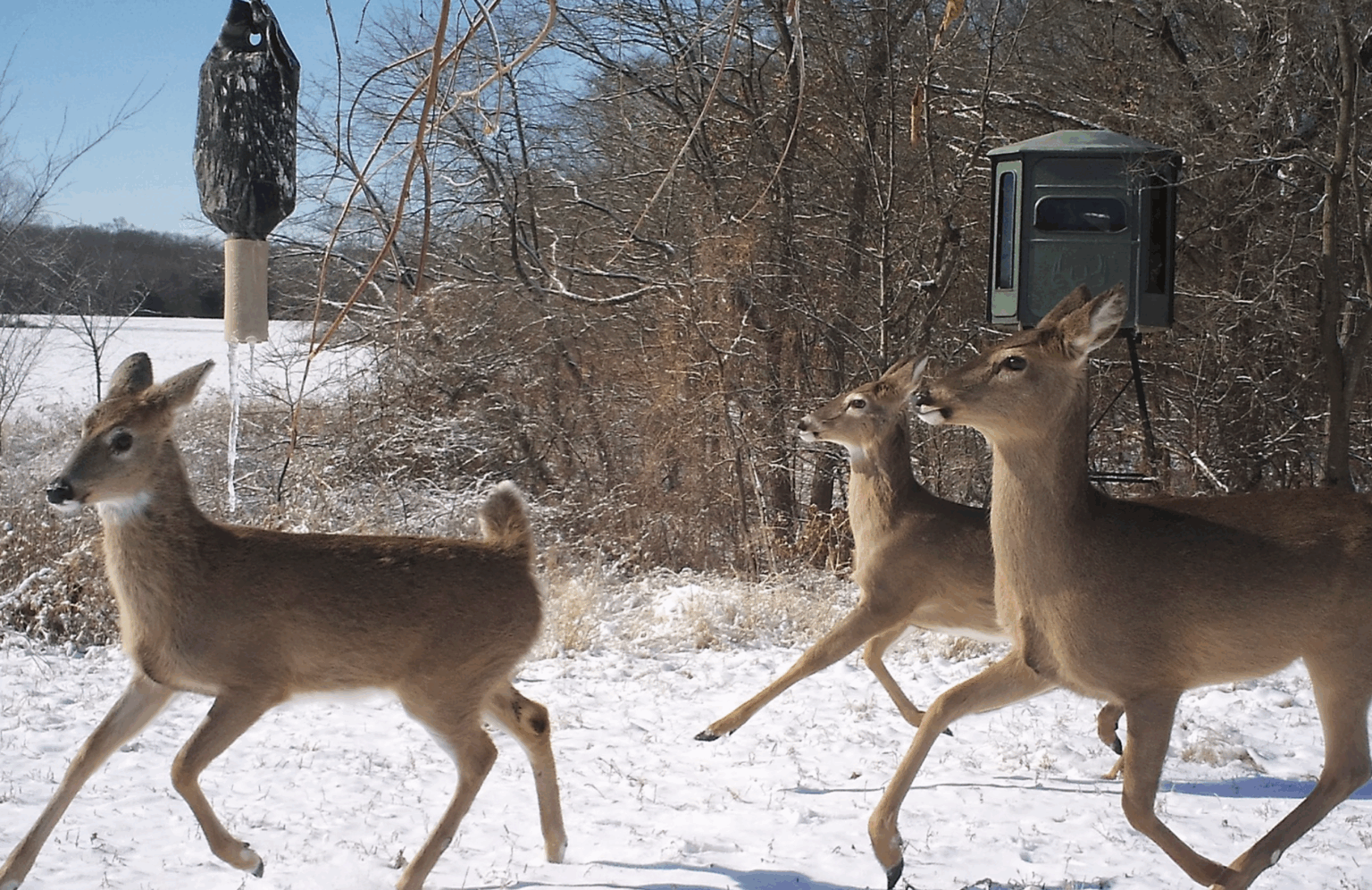 Deer Talk Now Podcast