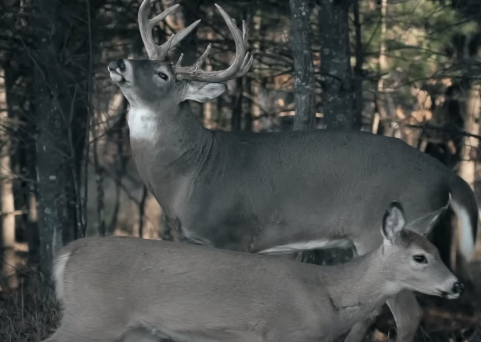 Stack the Racks | Deer & Deer Hunting TV