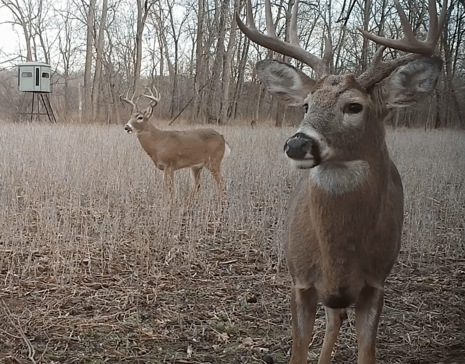 Predict Whitetail Movement All Season Long | Deer & Deer Hunting