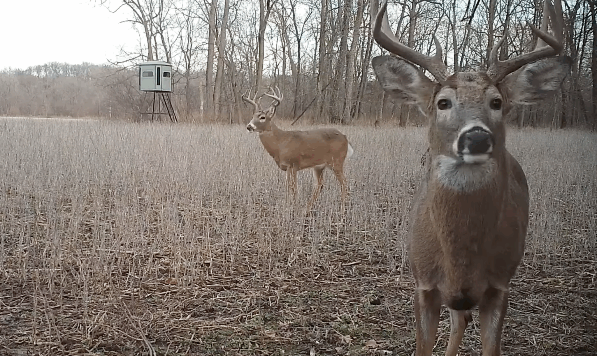 stand location Archives | Deer & Deer Hunting