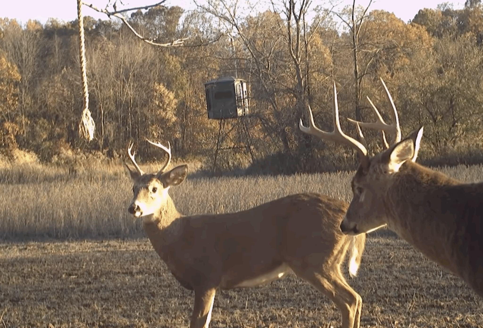 Get More Trail Cam Pics with Mock Scrapes | Deer & Deer Hunting