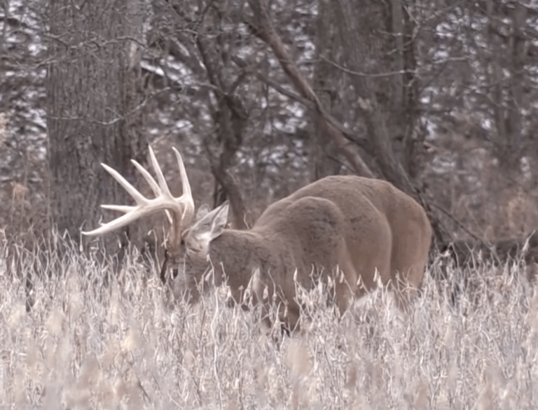 Create a Plan for Better Deer Hunting Success | Deer & Deer Hunting