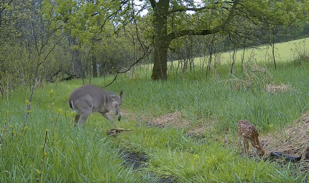 Watch: Doe Kills Fawn in Trail Camera Video