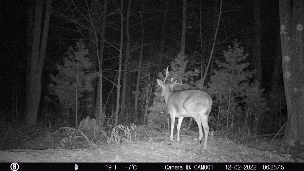 Weird Racks in Whitetails Could Be From Contralateral Effect