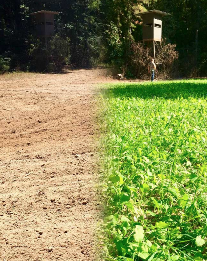 7 Great Tips to Plant Your Best Deer Hunting Food Plots