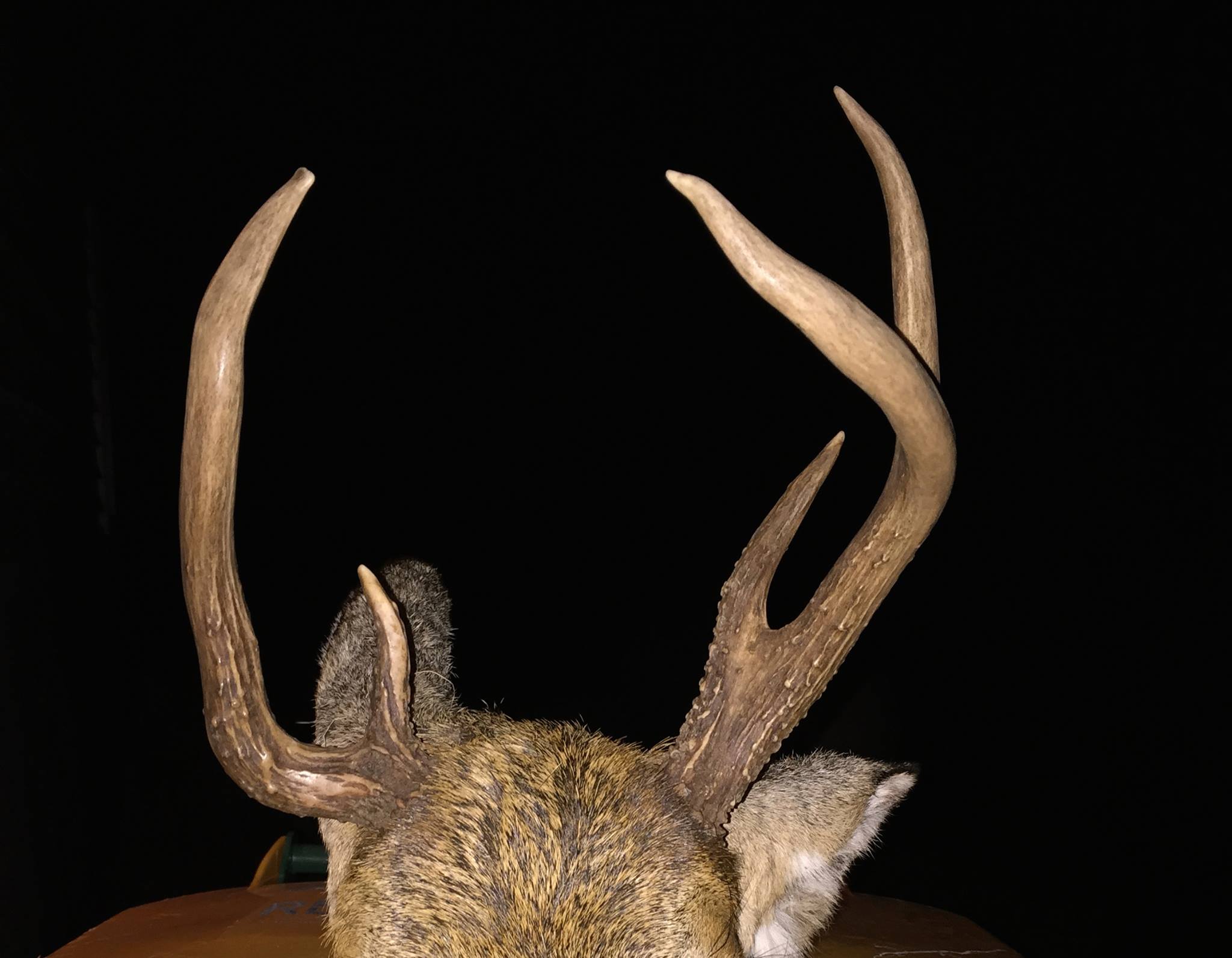 How Old Is This Buck? | Deer & Deer Hunting
