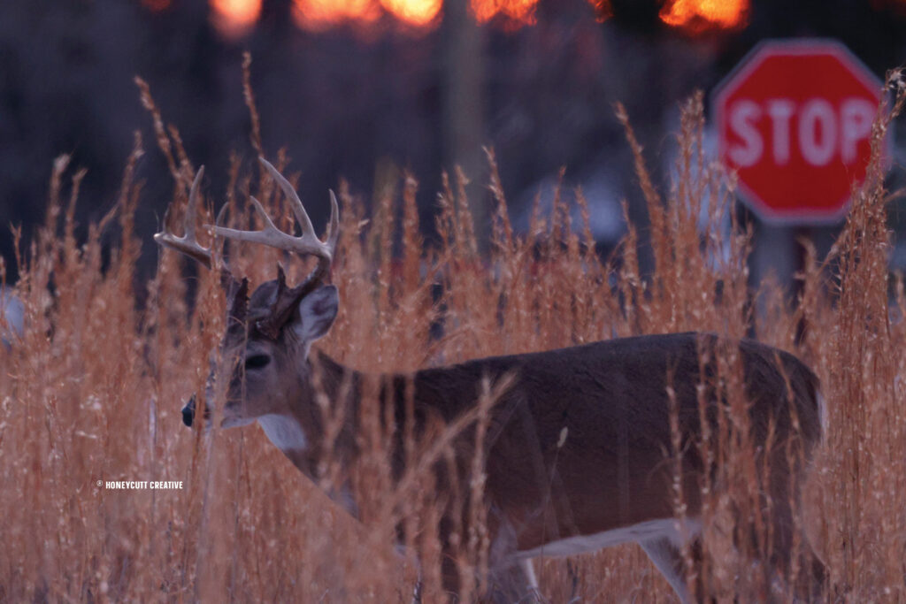The Truth Behind Depredation Deer Tags | Deer & Deer Hunting