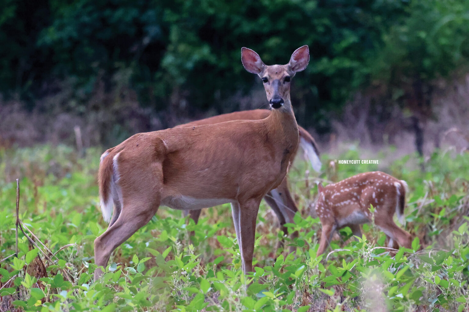 The Truth Behind Depredation Deer Tags | Deer & Deer Hunting