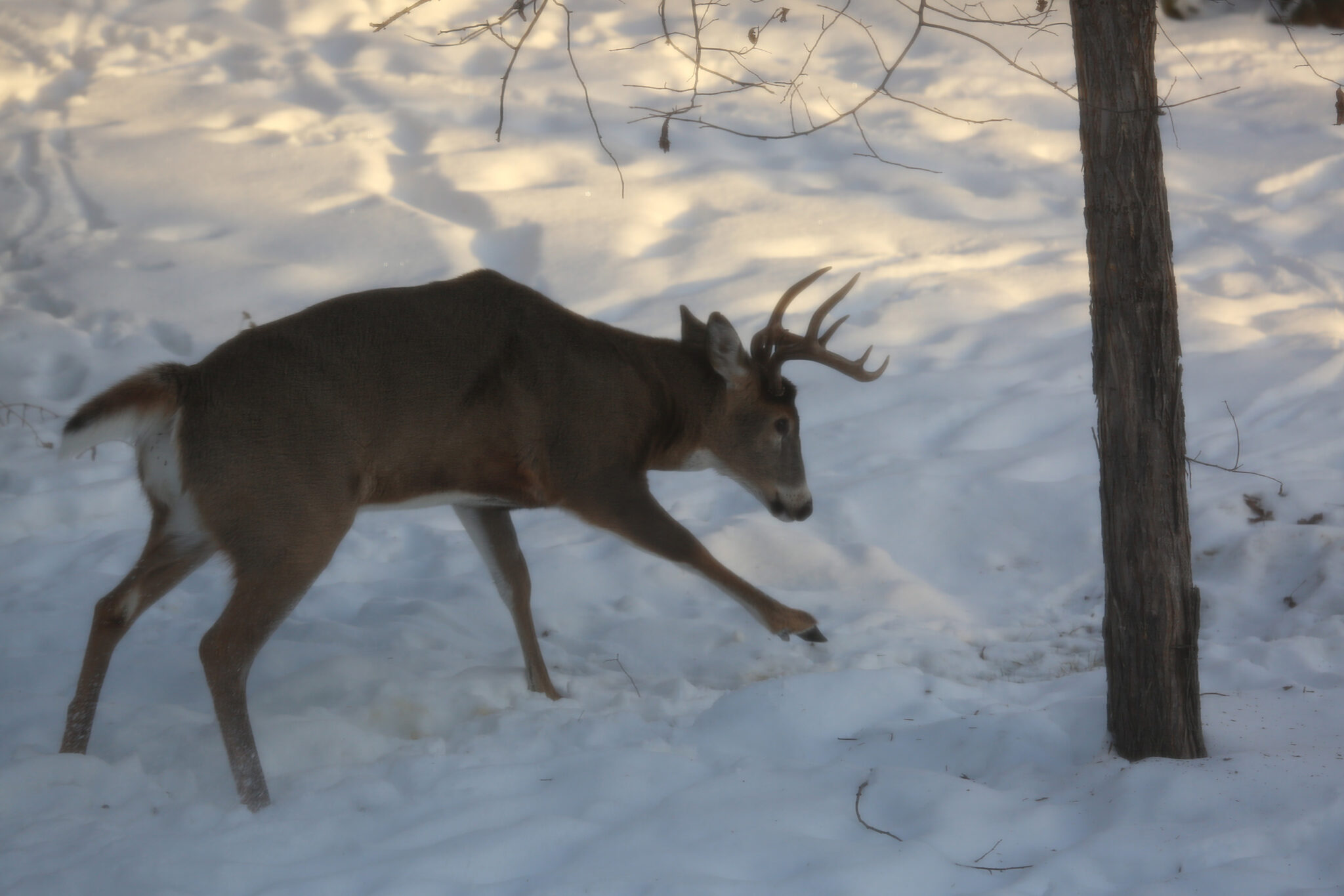 Buck-Fire Raging Estrus Archives | Deer & Deer Hunting